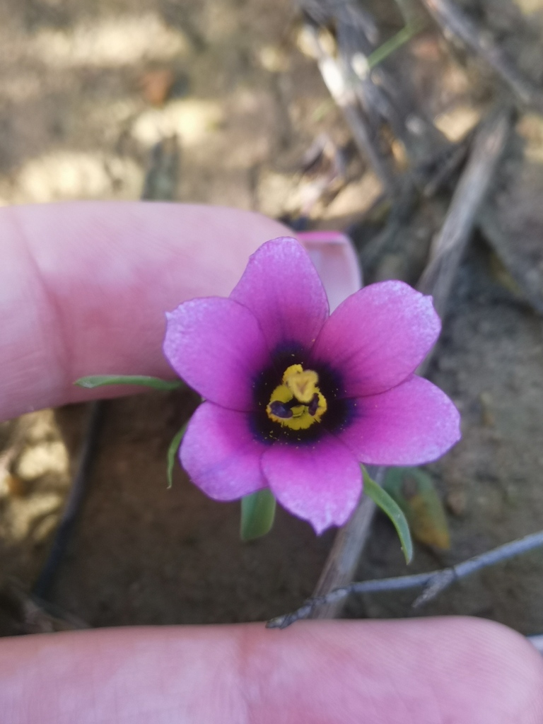 Reverse Galaxy from Bontebok Ridge Nature Reserve on August 2, 2023 at ...