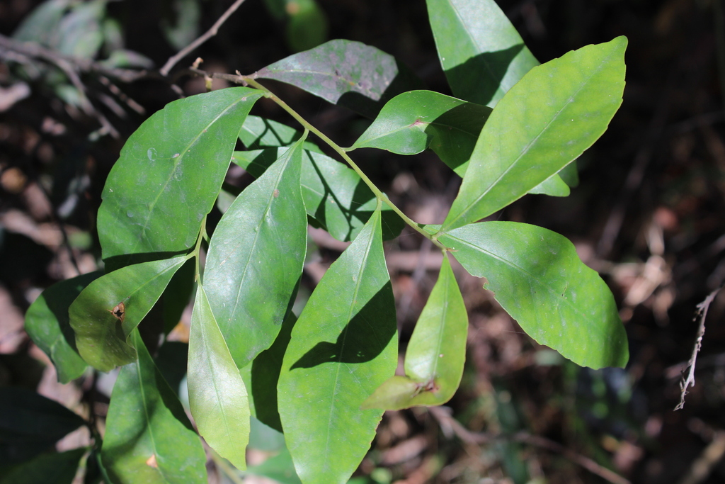 gray carrobeen from Paradise Drive East, Smiths Lake NSW 2428, Australia on August 28, 2023 at ...