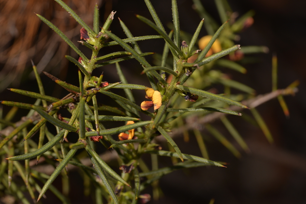 sharp bitter-pea from Sherwood NSW 2450, Australia on August 26, 2023 ...