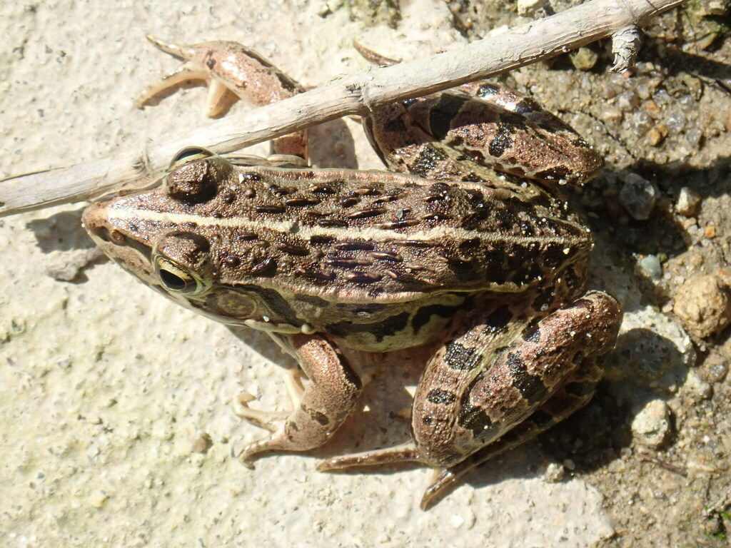 Black-spotted Frog in August 2023 by yoh758. トノサマガエル · iNaturalist