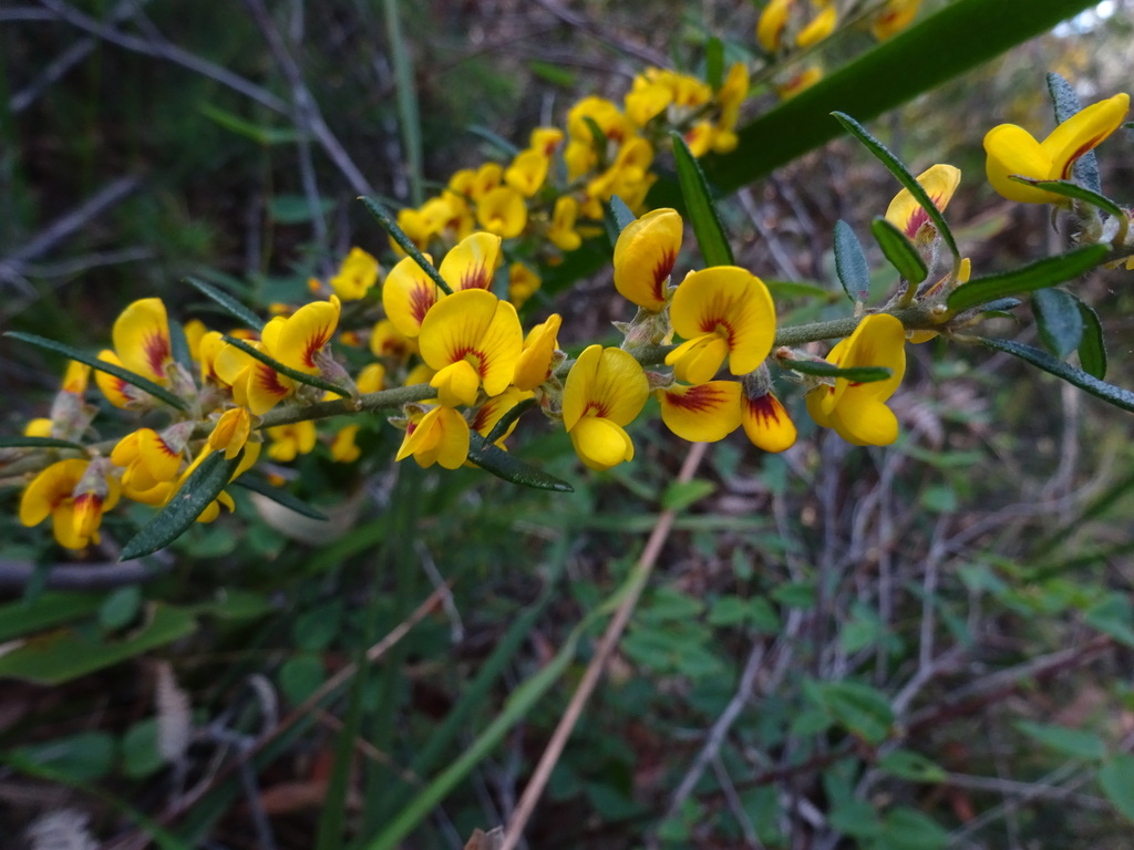 Common Aotus from Royal Nat'l Park NSW 2232, Australia on August 28 ...