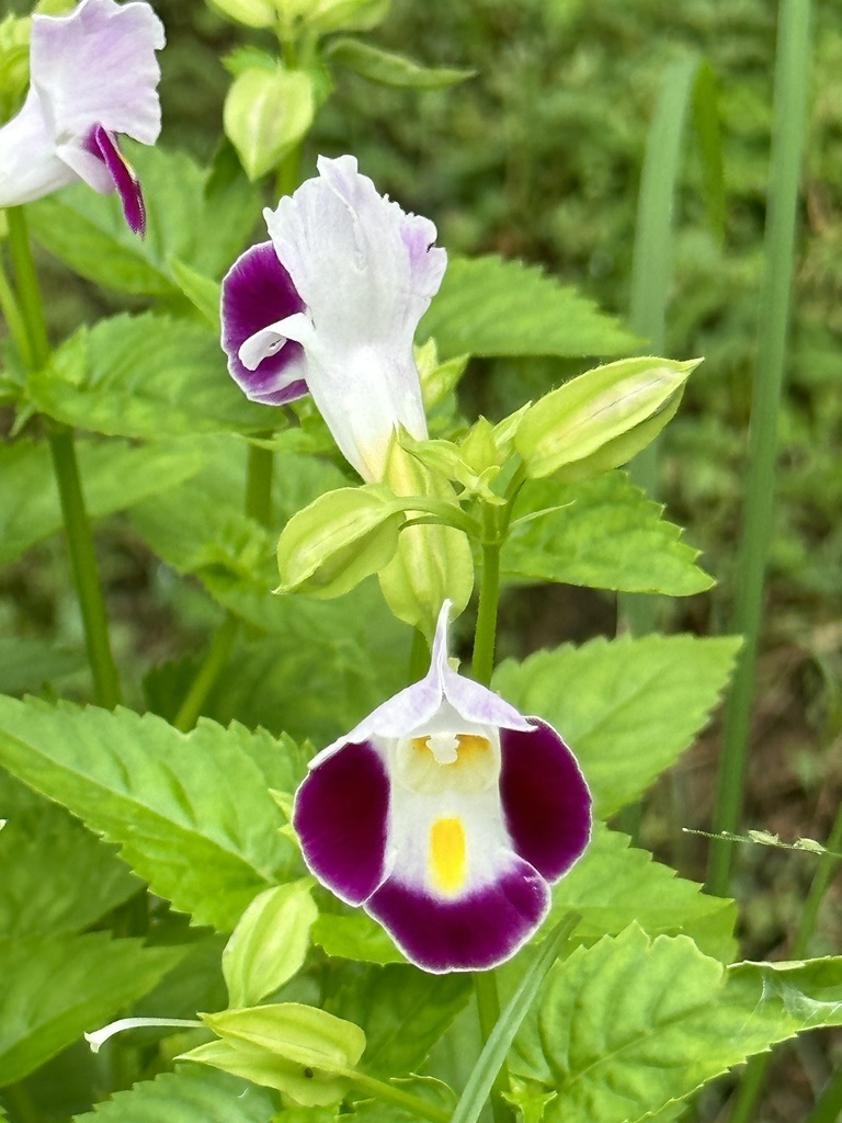 wishbone flower from Clement Town, Dehradun, UT, IN on August 21, 2023 ...
