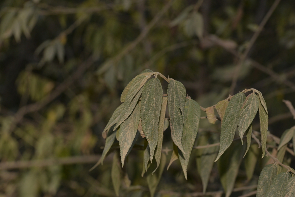 Nettle Tree from Glenreagh NSW 2450, Australia on August 26, 2023 at 03 ...