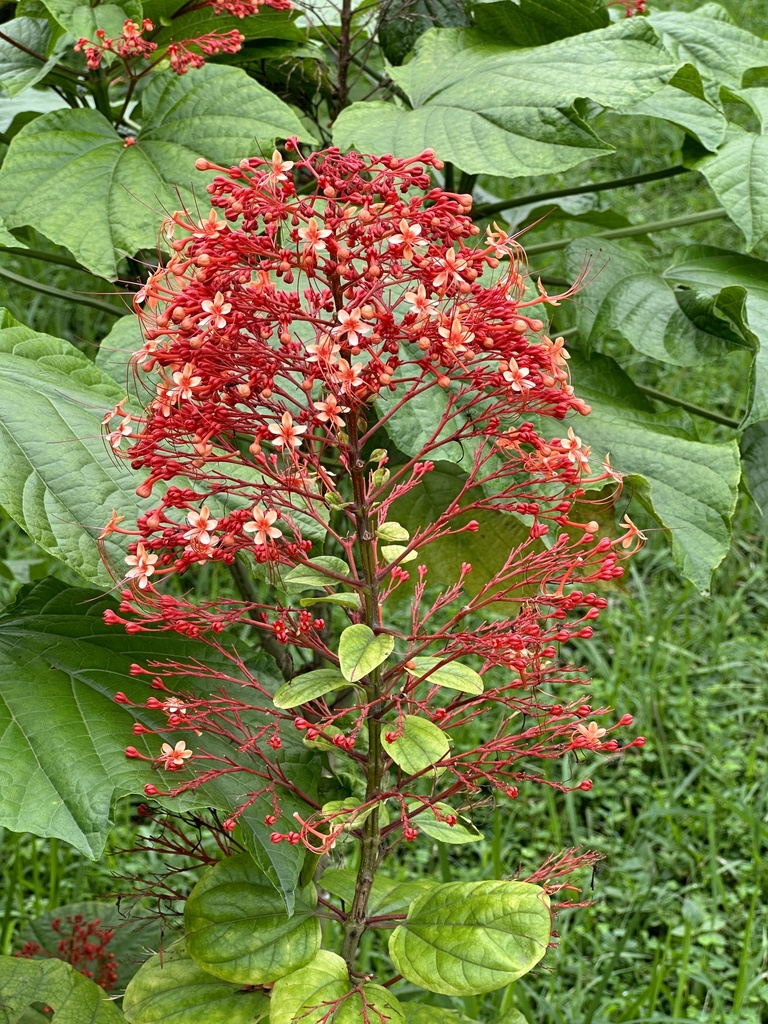 Pagoda Flower from Clement Town, Dehradun, UT, IN on August 21, 2023 at ...
