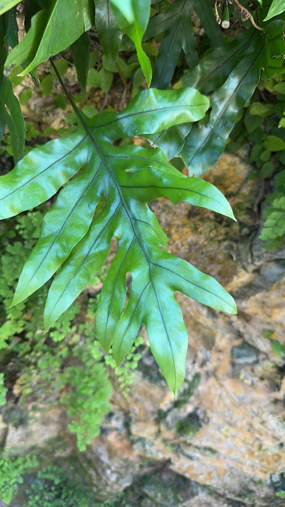 Microsorum from Hamilton, BM on August 21, 2023 at 11:03 AM by Brittney ...