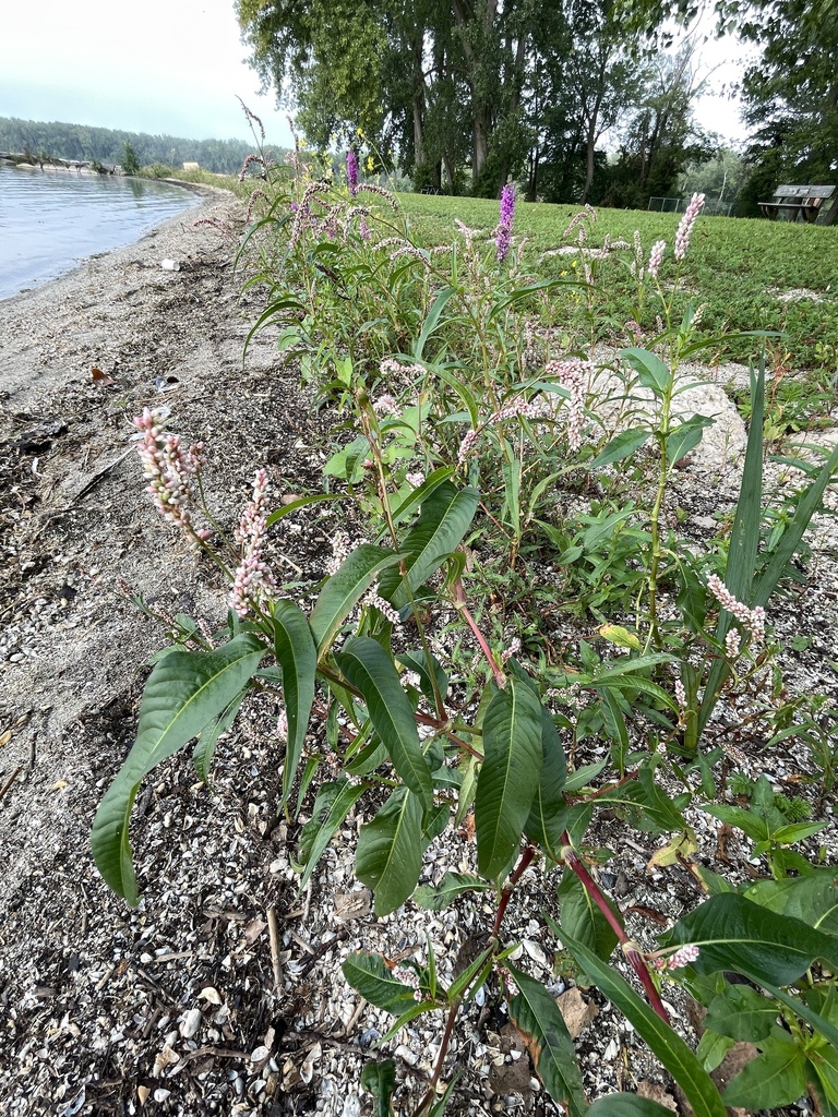 pale smartweed from Onondaga Lake Park, Liverpool, NY, US on August 28 ...
