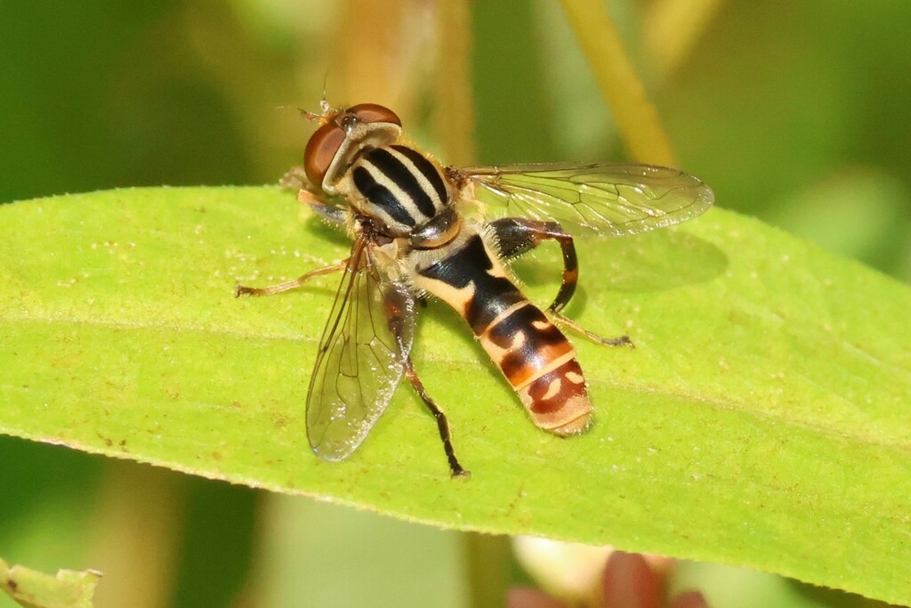 Lump-legged Swamp Fly in August 2023 by mistycal · iNaturalist