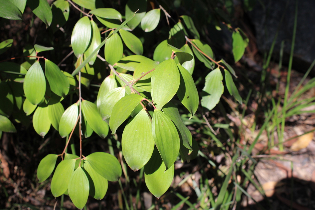 Tree Heath from Paradise Drive East, Smiths Lake NSW 2428, Australia on August 28, 2023 at 11:45 ...