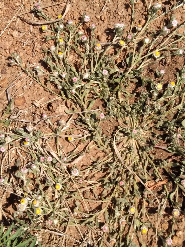 Wild Everlasting from Sekhukhune District Municipality, South Africa on ...