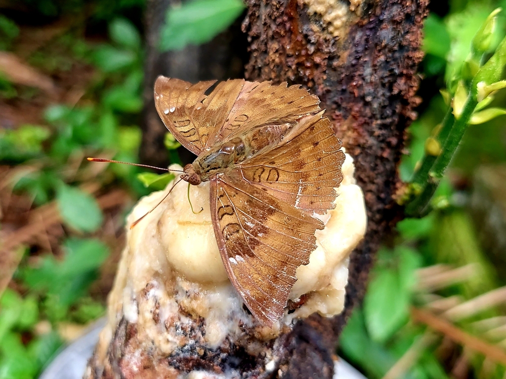 Common Baron from #4-54(2) Deeksha Darshan Koranthabettu, Beluvai ...