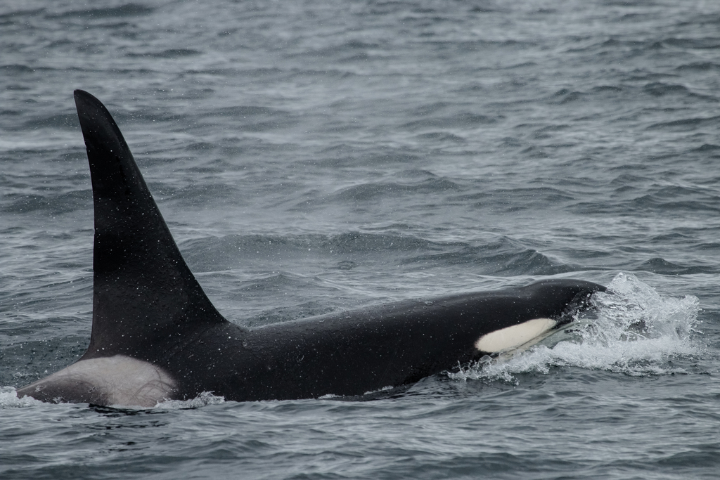 Orca from Kenai Peninsula County, US-AK, US on July 8, 2018 at 04:33 PM ...