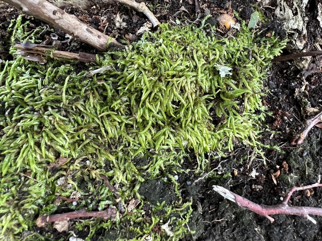 seductive entodon moss from Martha's Vineyard, West Tisbury, MA, US on ...