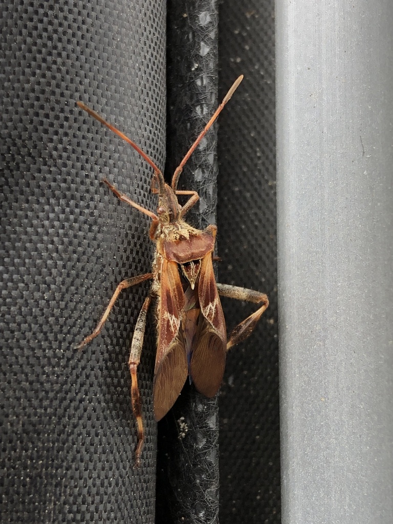 Western Conifer Seed Bug from Ncc 32, Ottawa, ON, CA on August 26, 2023 ...