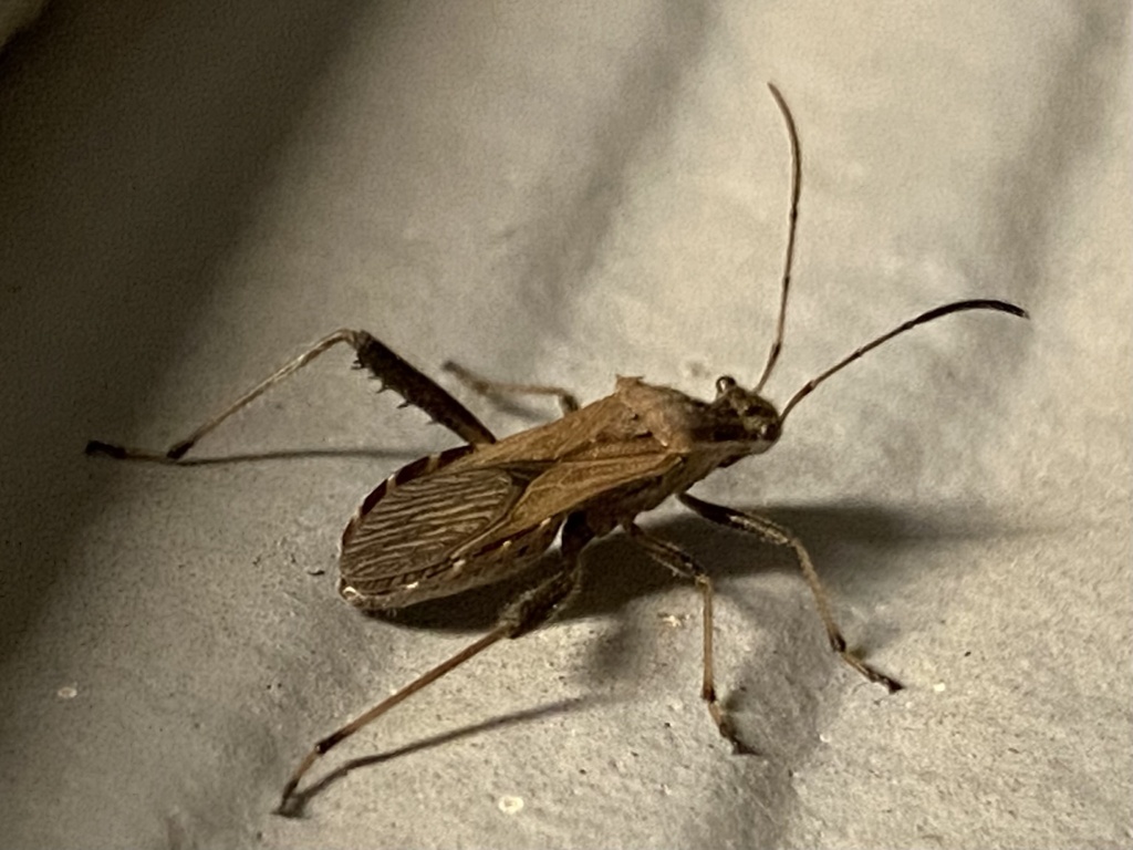 Alydus pilosulus from Cleveland St, Denton, TX, US on August 28, 2023 ...