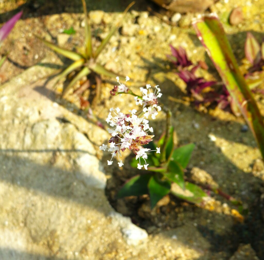 Roselings from Gravatá - PE, Brasil on August 28, 2023 at 06:37 AM by ...