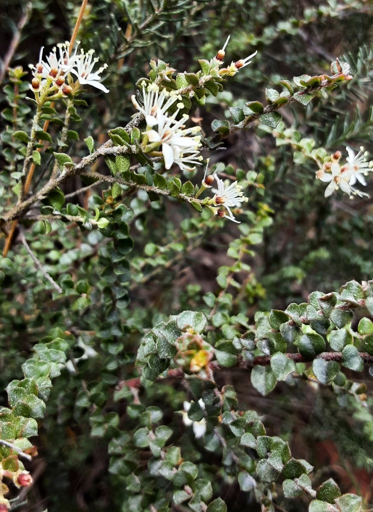 Leionema lamprophyllum orbiculare in August 2023 by Chris Jonkers ...