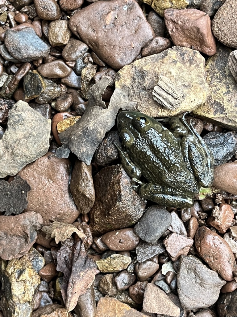 American Bullfrog from Donny Brook Way, Collegeville, PA, US on August ...