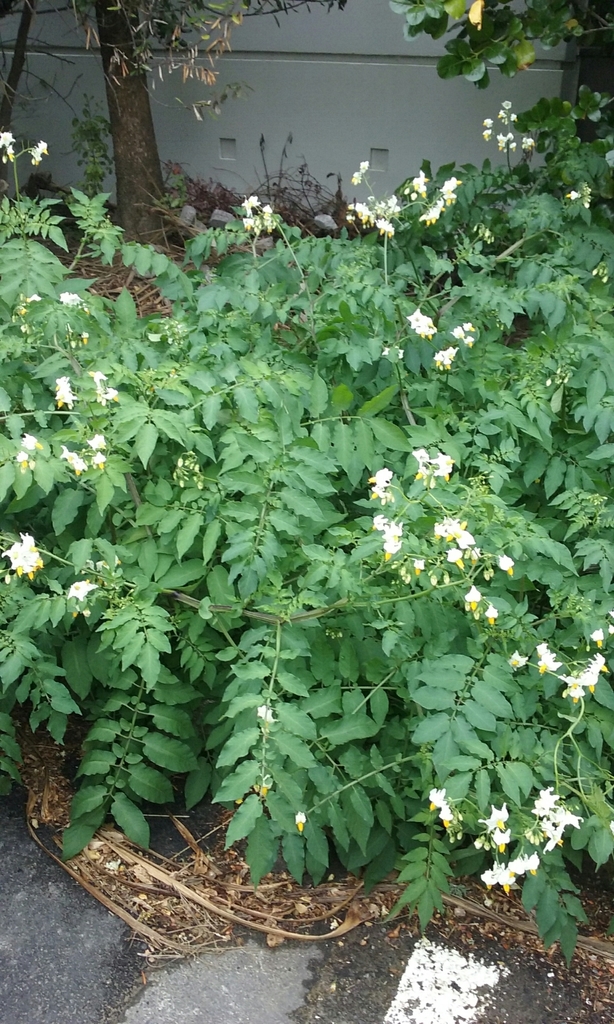 Solanum chacoense from 54 Gerald Street, Lincoln 7608, New Zealand on ...
