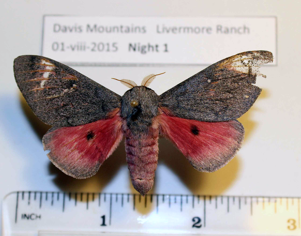 Hubbard's Silk Moth from Livermore Ranch on August 1, 2015 by Robert J ...