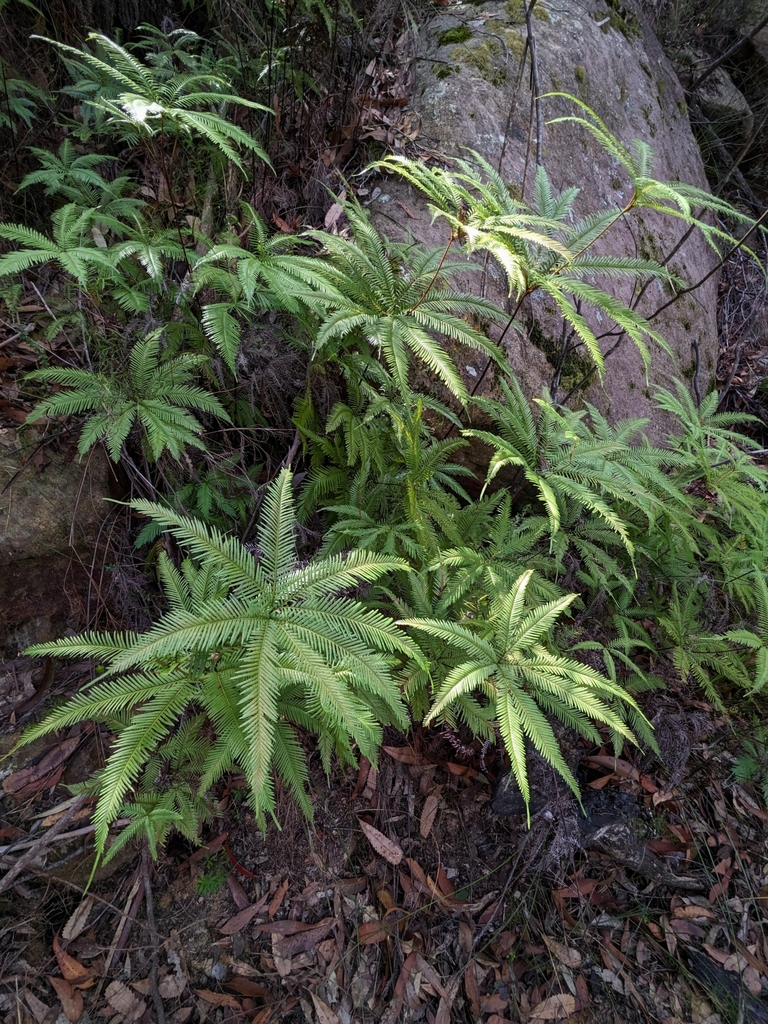 Shiny fan fern from Cowan NSW 2081, Australia on August 26, 2023 at 11: ...