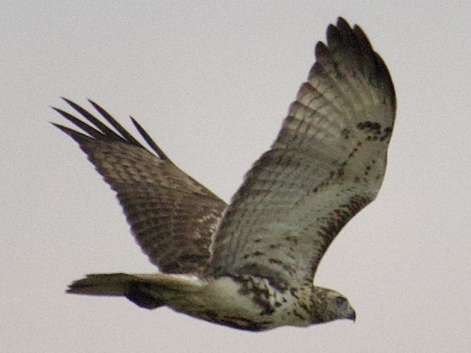 Red-tailed Hawk from Cooper Rd, Picayune, MS, US on August 28, 2023 at ...