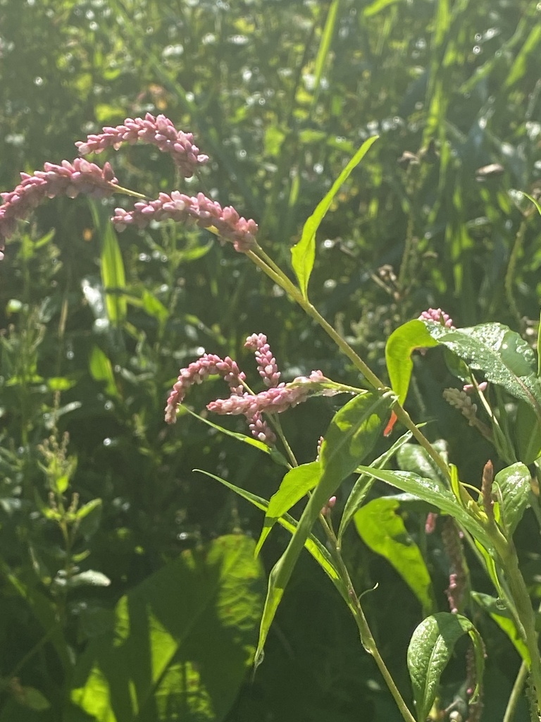 pale smartweed from Eramosa River, Guelph, ON, CA on August 28, 2023 at ...