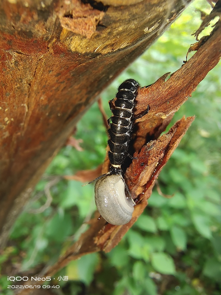 Beetles from Xinyang, Henan, China on June 19, 2022 at 09:40 AM by 游 ...