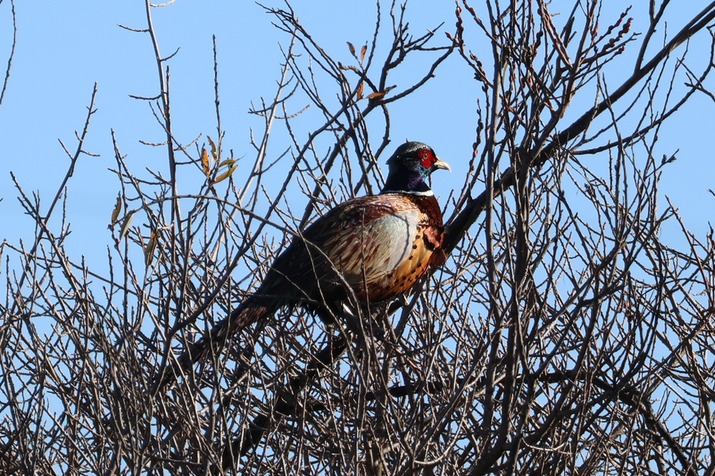 Ring-necked Pheasant from Fremont, CA, USA on January 1, 2023 at 09:43 ...