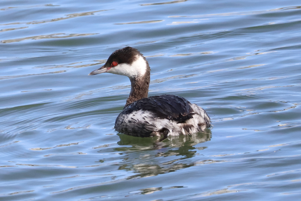 Horned Grebe from Berkeley Marina, Berkeley, CA, USA on February 17 ...