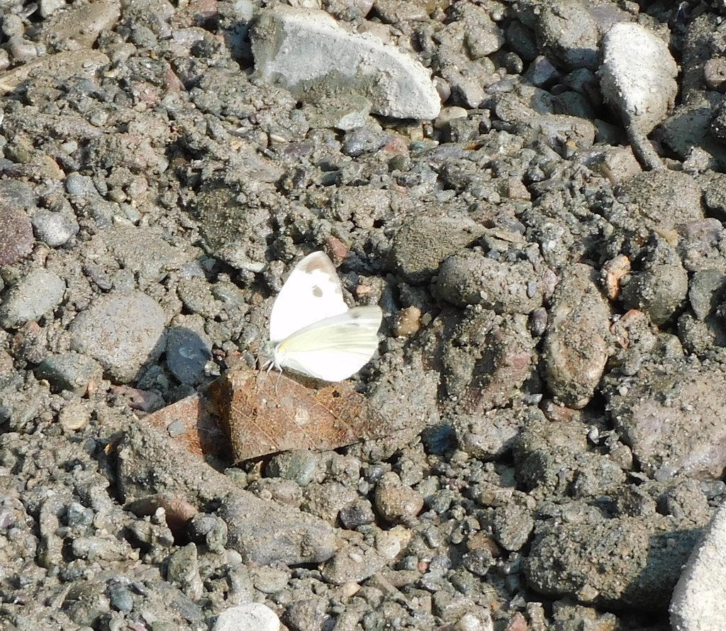 Indian Cabbage White from Korta, Uttarakhand 263126, India on August 28 ...