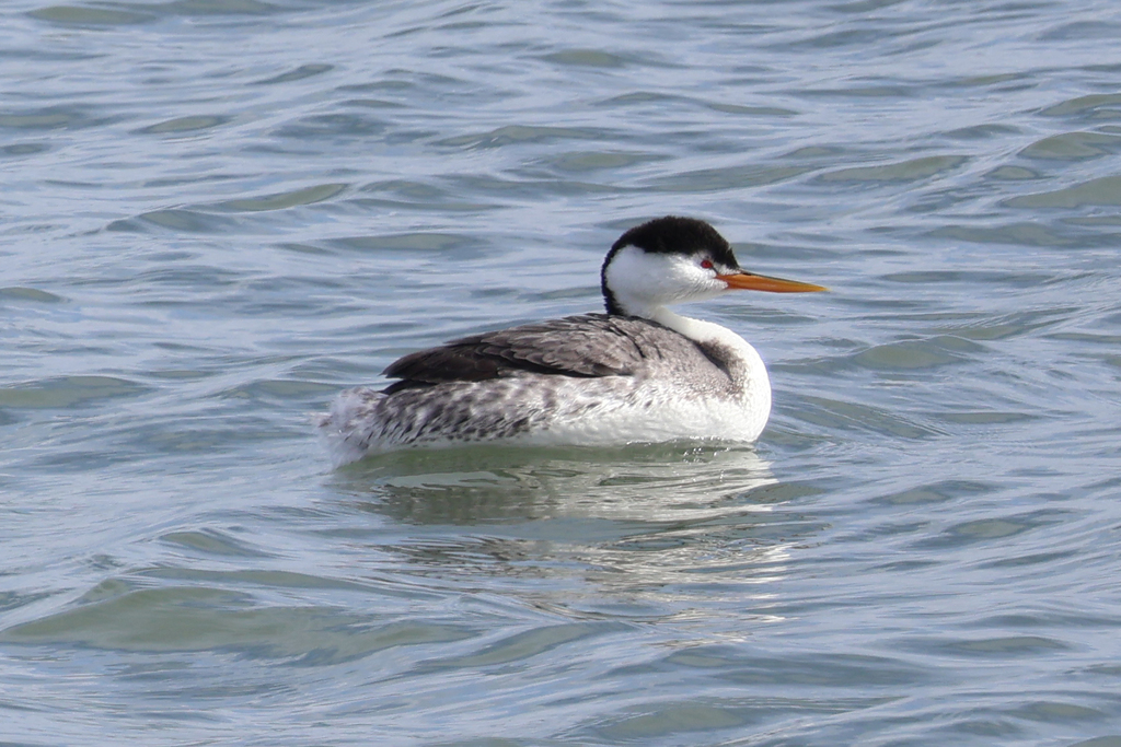 Clark's Grebe from San Francisco, CA, USA on March 7, 2023 at 02:01 PM ...