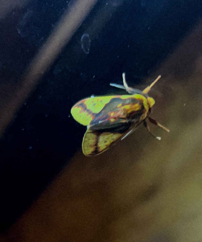 Symphlebia ipsea from Santa Marta (Dist. ESP. ), Santa Marta, Magdalena ...