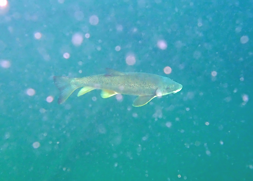 Longnose Sucker from Cameron Bay, Waterton Lakes NP, AB T0K, Canada on ...