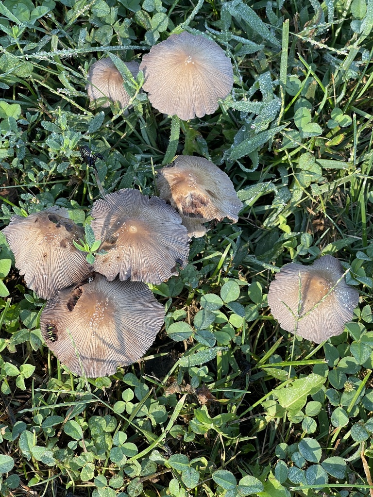 Coprinellus radians from W Vernal Pike, Bloomington, IN, US on August ...