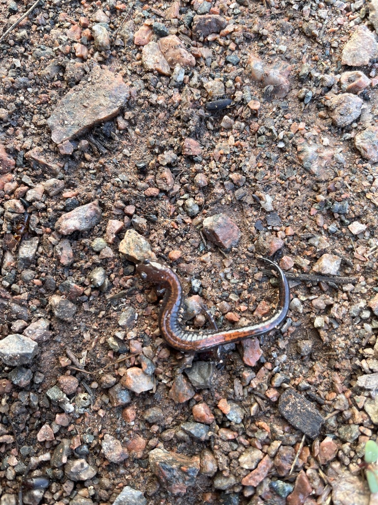 Eastern Red-backed Salamander from Prince Edward Island, Cornwall, PE ...