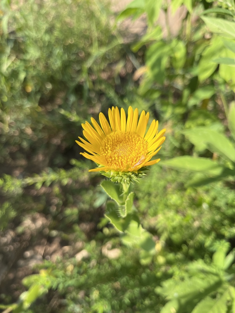 Spanish Gold from Keystone Lake, Cleveland, OK, US on August 28, 2023 ...