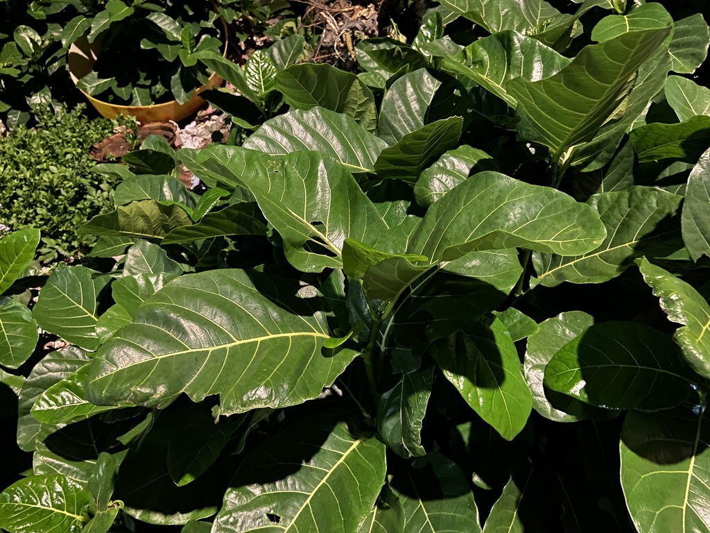 hauli tree from 台灣台東縣 on August 26, 2023 at 09:23 PM by gordon901228 ...