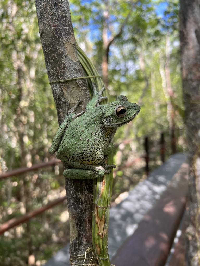 Cuban Tree Frog from Grand Cayman, East End, KY on August 26, 2023 at ...