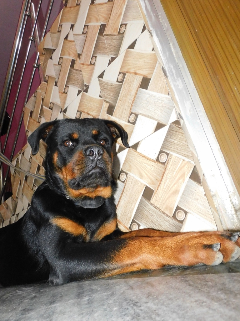 Domestic Dog from Korta, Uttarakhand 263126, India on August 28, 2023 ...