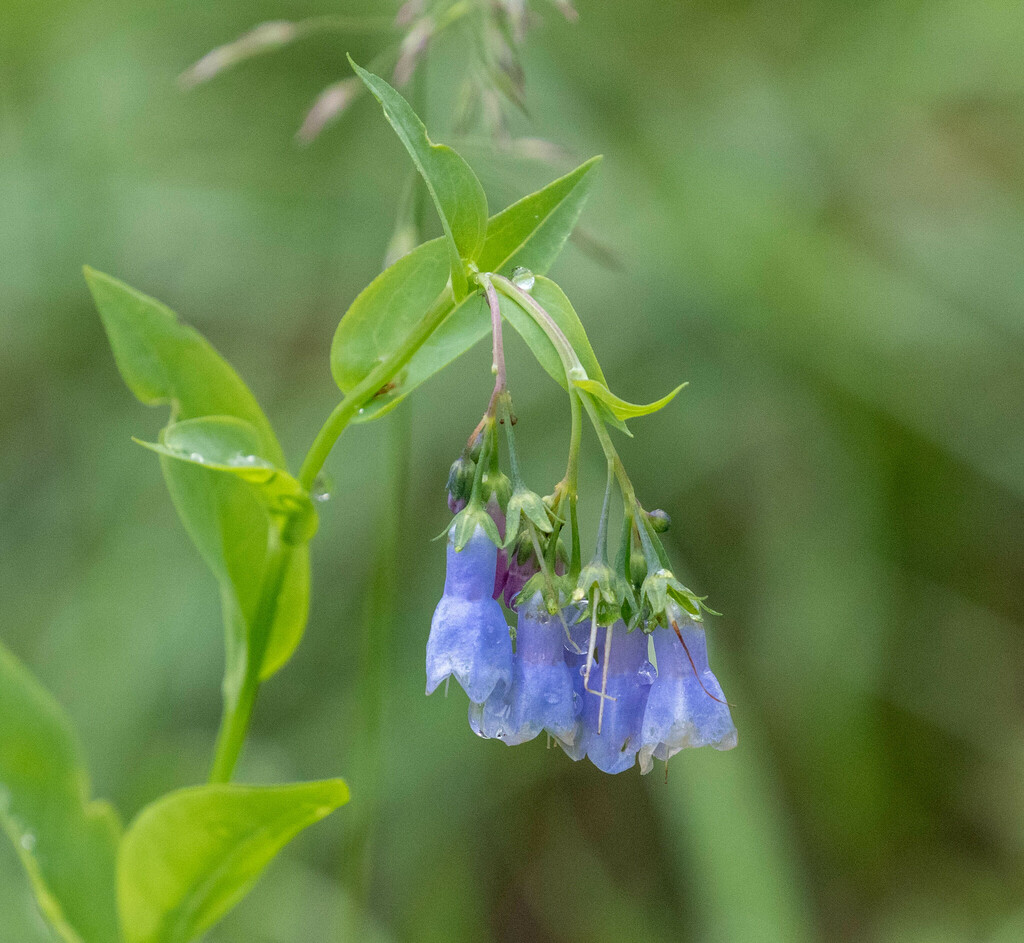 mountain bluebells from Pacific Crest Trail N of Carson Pass, Alpine ...
