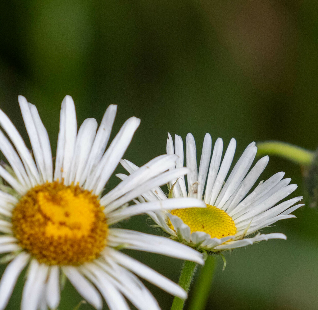 Coulter's fleabane from Pacific Crest Trail N of Carson Pass, Alpine ...