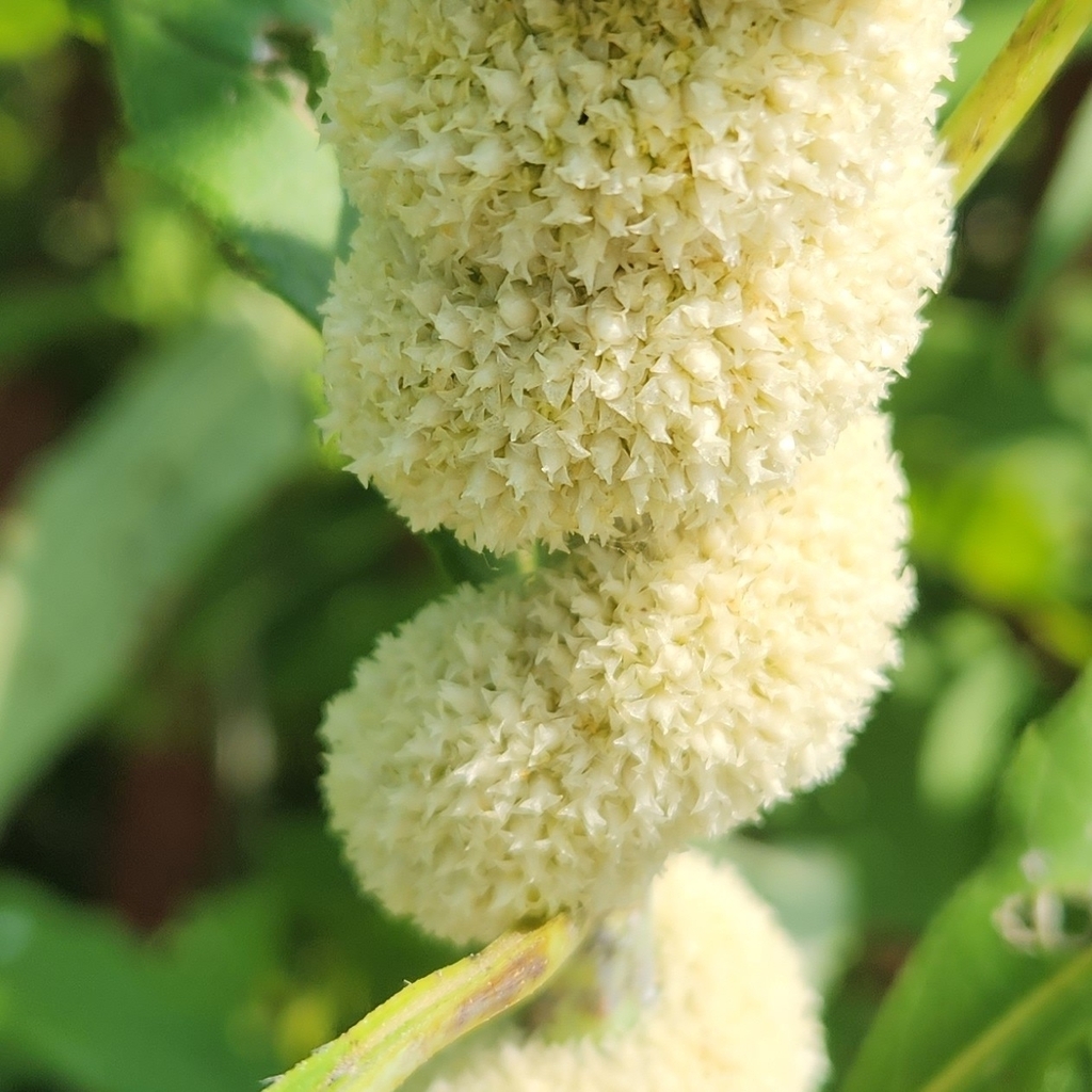 Rope Dodder from Spring Valley Nature Center & Heritage Farm on August ...