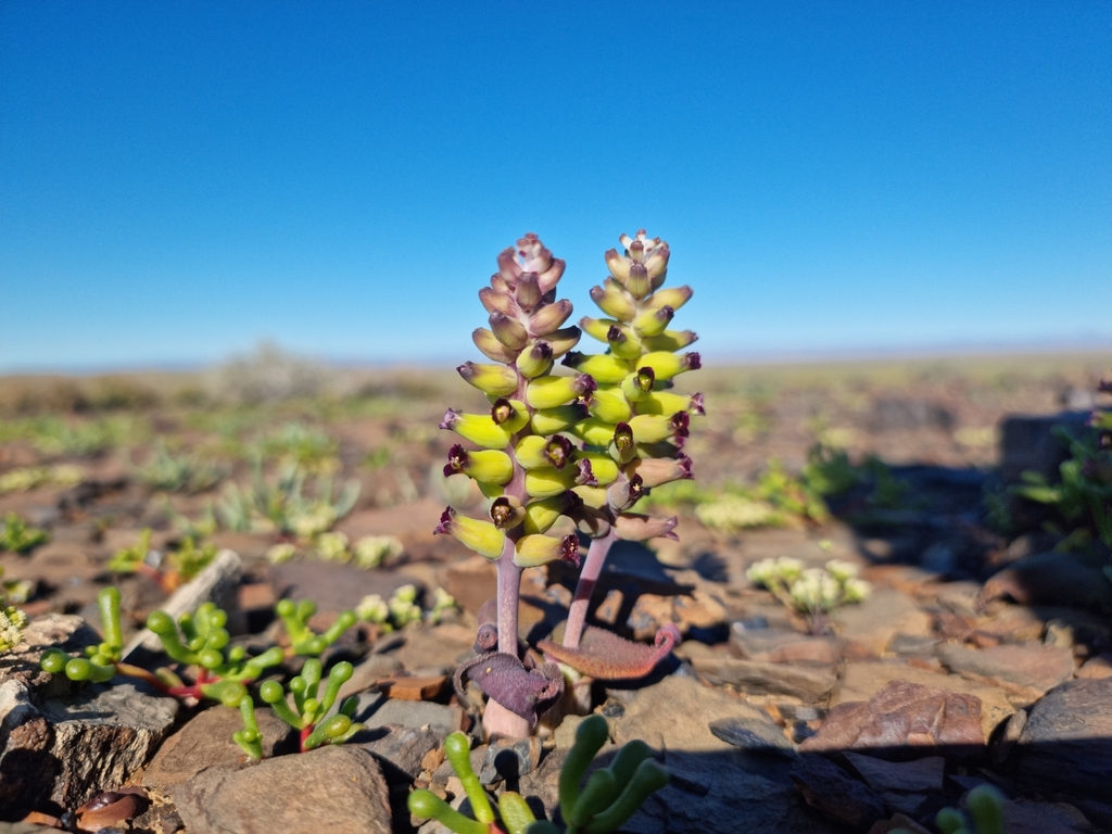 Lachenalia ameliae in August 2023 by Frank Gaude · iNaturalist