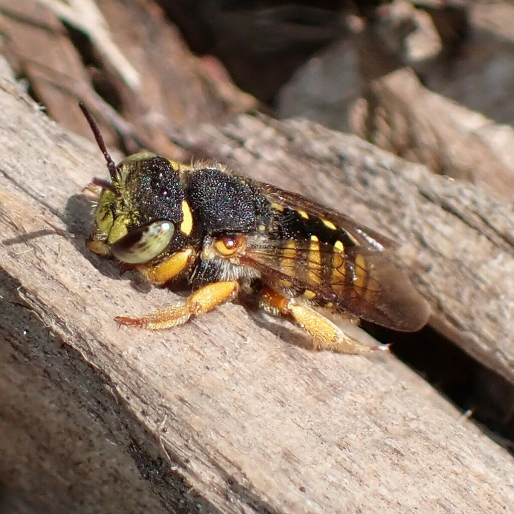 Oblong Woolcarder Bee from Downers Grove, IL, USA on August 27, 2023 at ...