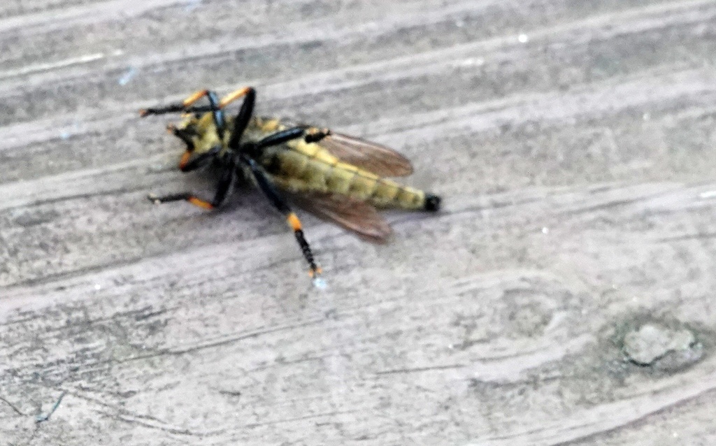 Red-footed Cannibal Fly from 806 Ridge Ct, Lusby, MD 20657, USA on ...