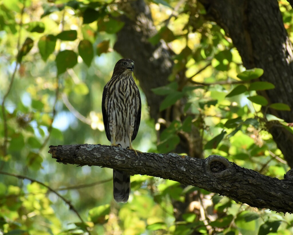 Cooper's Hawk from Kyle, TX, USA on August 27, 2023 at 09:17 AM by ...