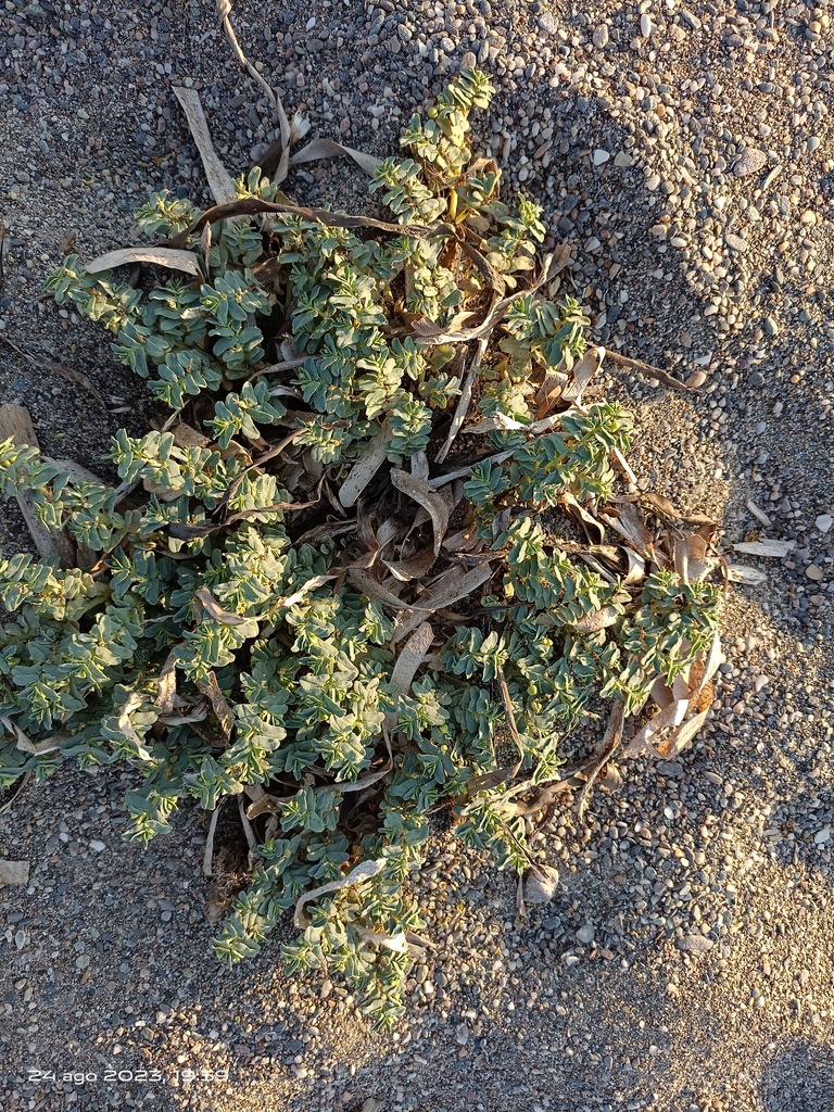 purple spurge from Almería, España on August 24, 2023 at 07:59 PM by ...