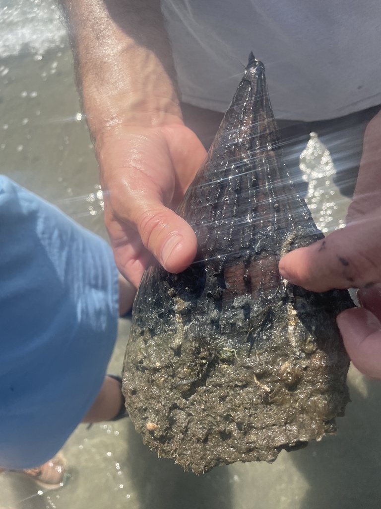 Stiff Pen Shell from North Atlantic Ocean, Morehead City, NC, US on ...