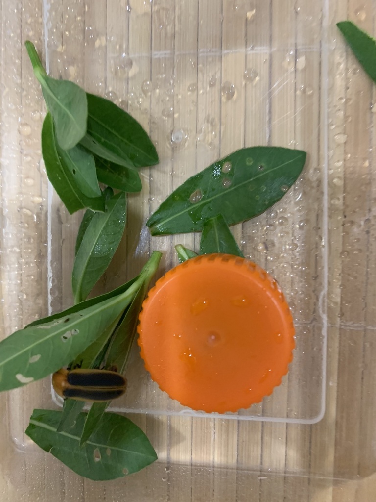 Rimmed Window Firefly from 世茂上游墅, 福州市, 福建省, CN on August 28, 2023 at 09 ...