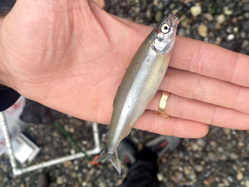 Surf Smelt (Saltwater Fish of California) · iNaturalist